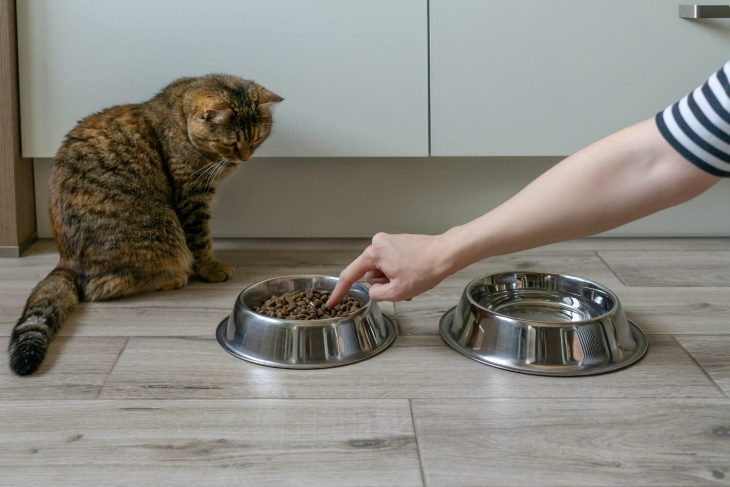 Comment faciliter la transition alimentaire d'un chat ? - Caats