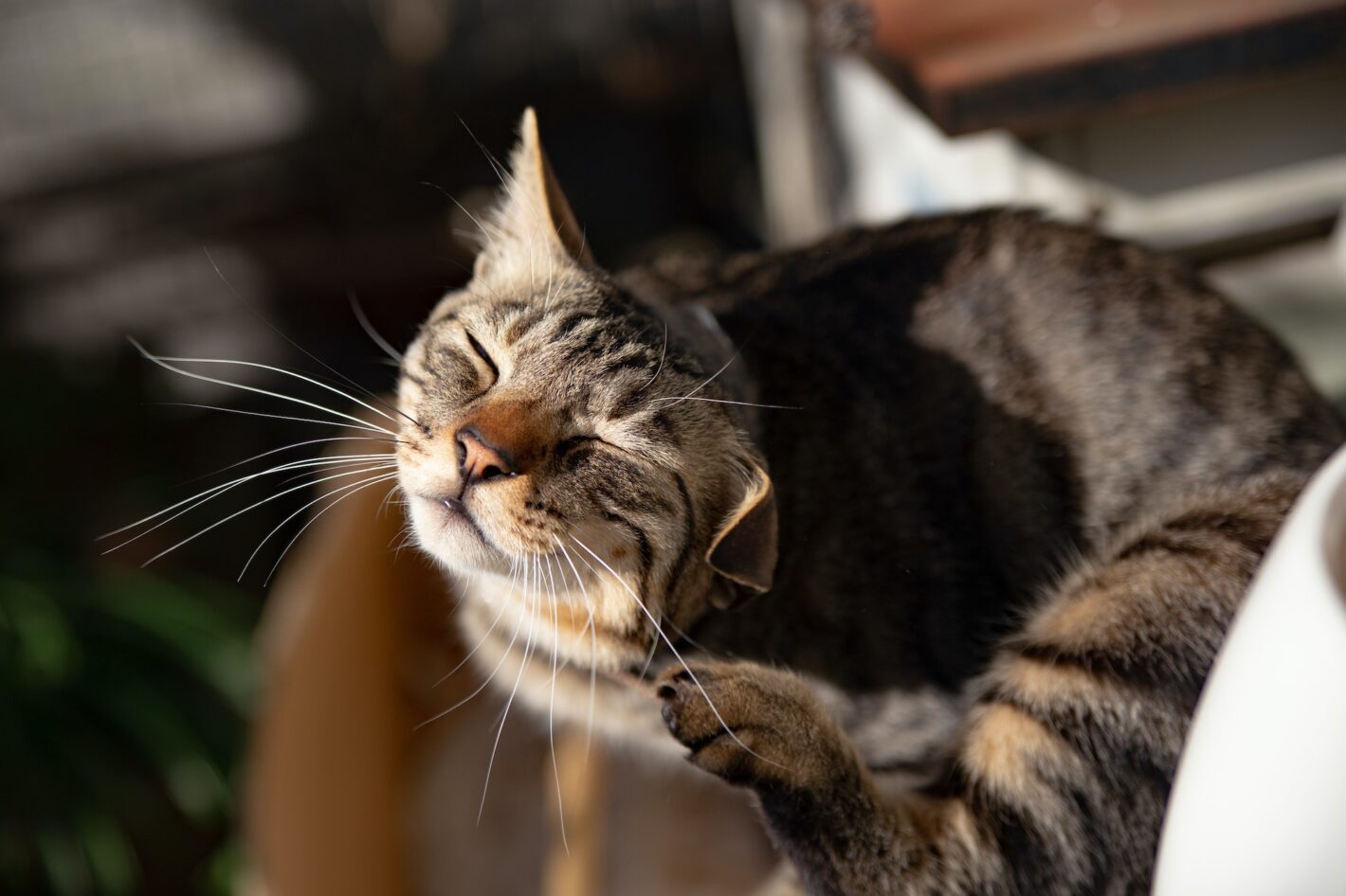 Puces chat: Solution simple pour s’en débarrasser définitivement en 2026 😸