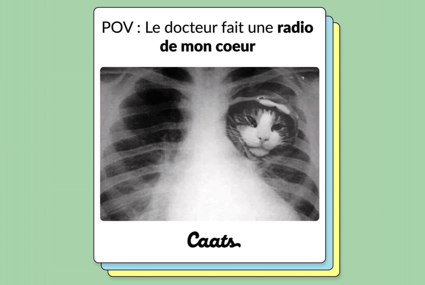 Top 10 des memes sur les chats les plus drôles - Caats