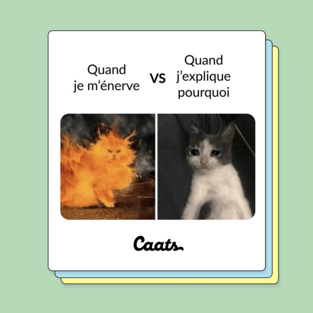 Top 10 des memes sur les chats les plus drôles - Caats