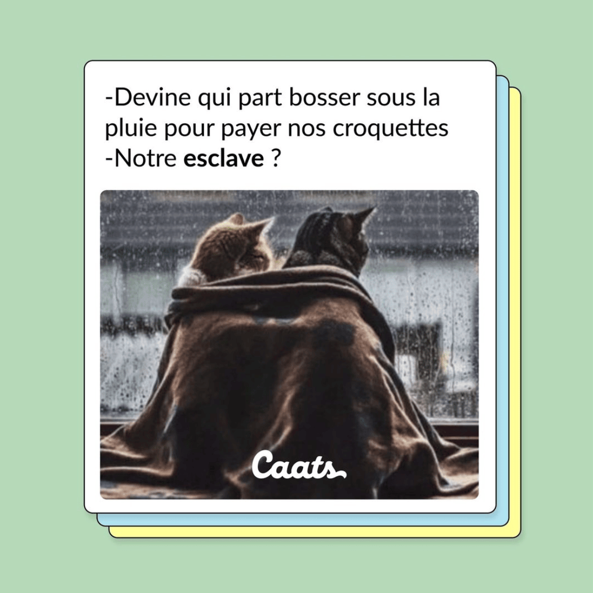 Top 10 des memes sur les chats les plus drôles - Caats