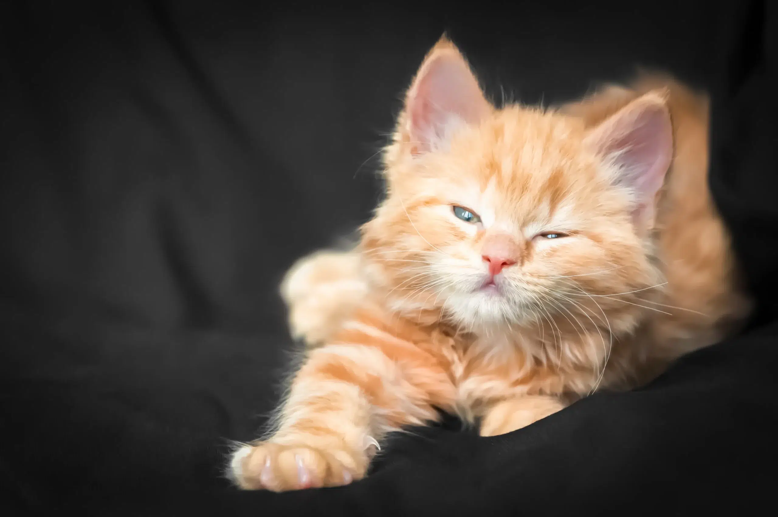 Chaton angora roux : Caractère, soins et alimentation idéale